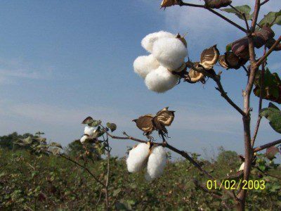 Cottonseeds - Buy Cotton Seeds Online for $6.99